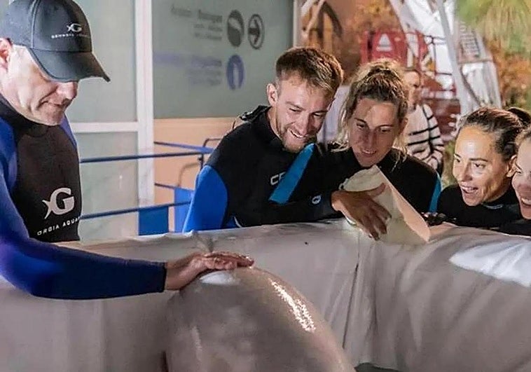 Video: Two beluga whales are rescued from dolphinarium in Ukraine and transferred to new home in ...